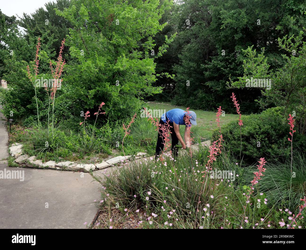 Invasive vegitation hi-res stock photography and images - Alamy