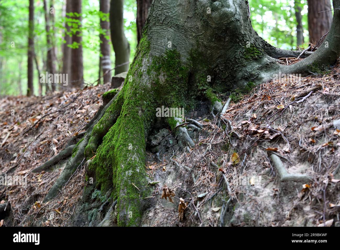 Nature undisturbed in the outdoors of Europe Stock Photo - Alamy
