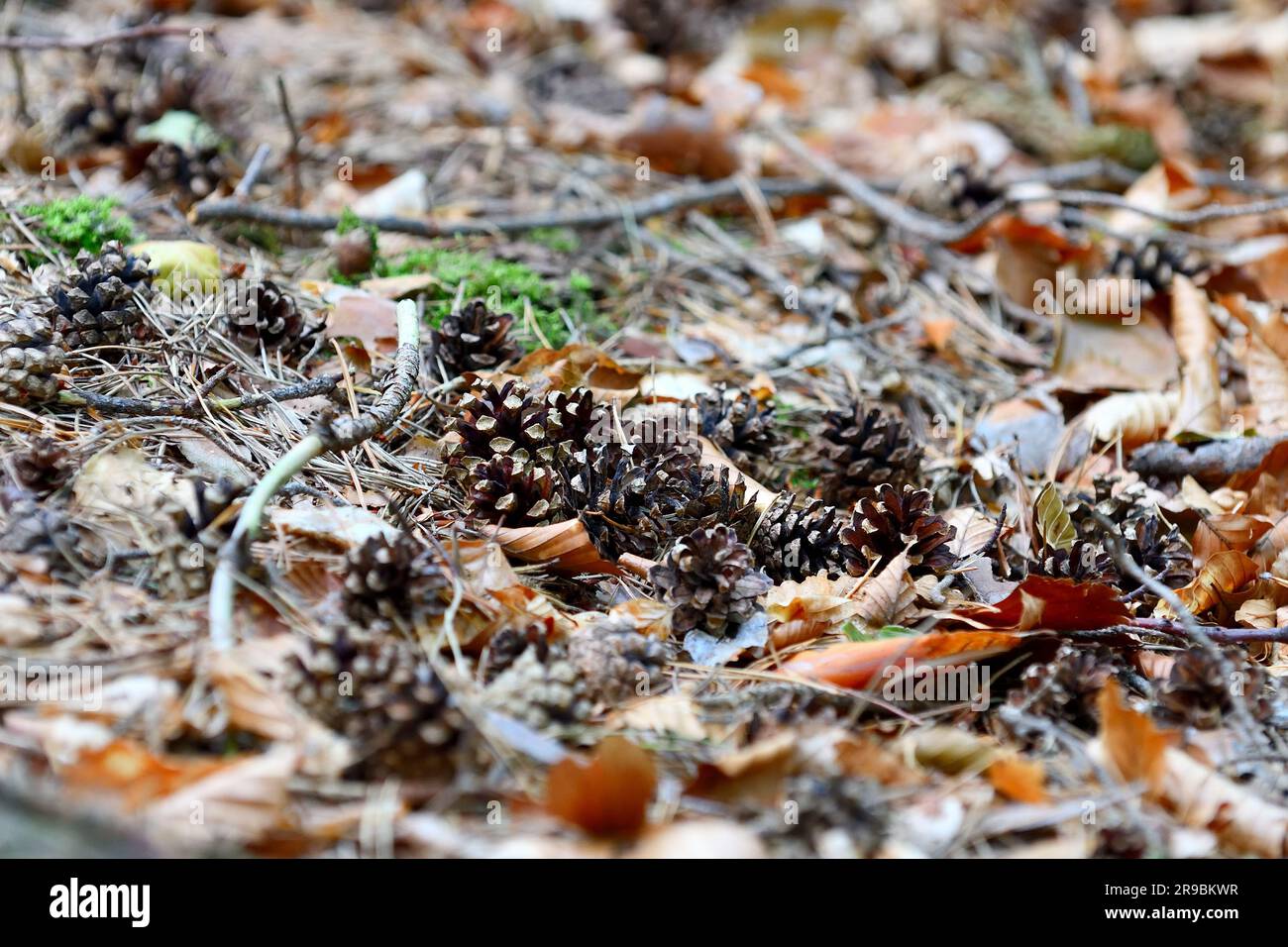 Nature undisturbed in the outdoors of Europe Stock Photo - Alamy