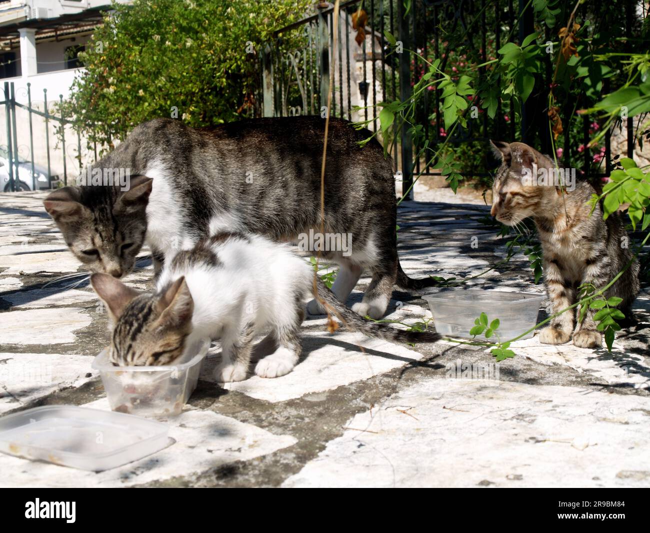 Mother cat with 3 beautiful kittens in the village of Xanthates, Corfu ...