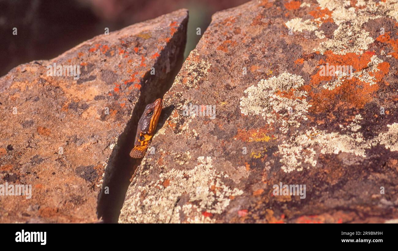 A lizard at The Valley of Desolation in the Eastern Cape of South ...