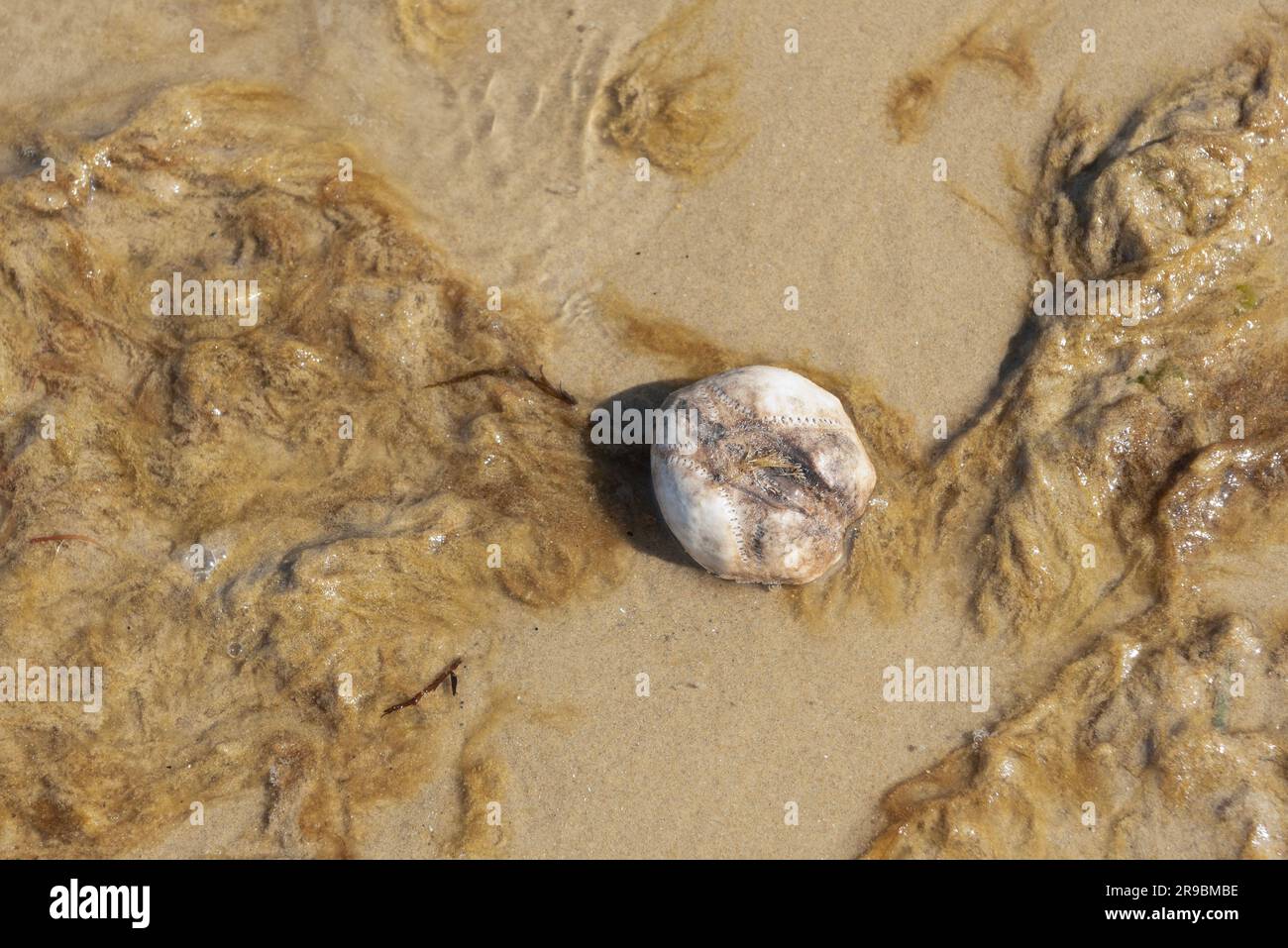 Empty shell of Sea Potato surrounded by seaweed on the beach Stock ...