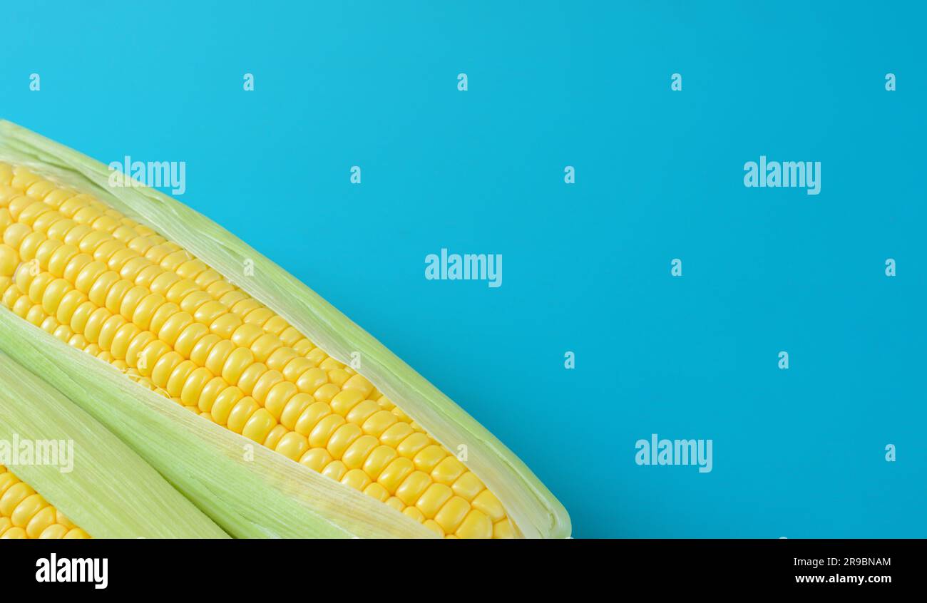 Turquoise background with part of corn with copy space on in horizontal ...
