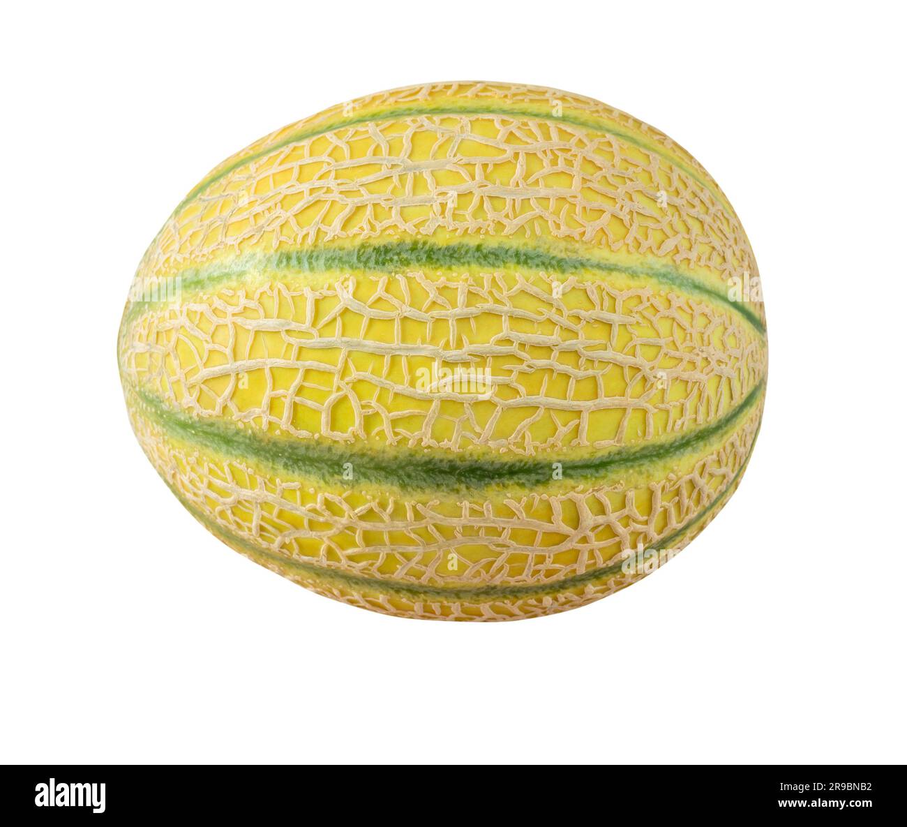 Whole yellow melon with textured surface isolated on white background ...