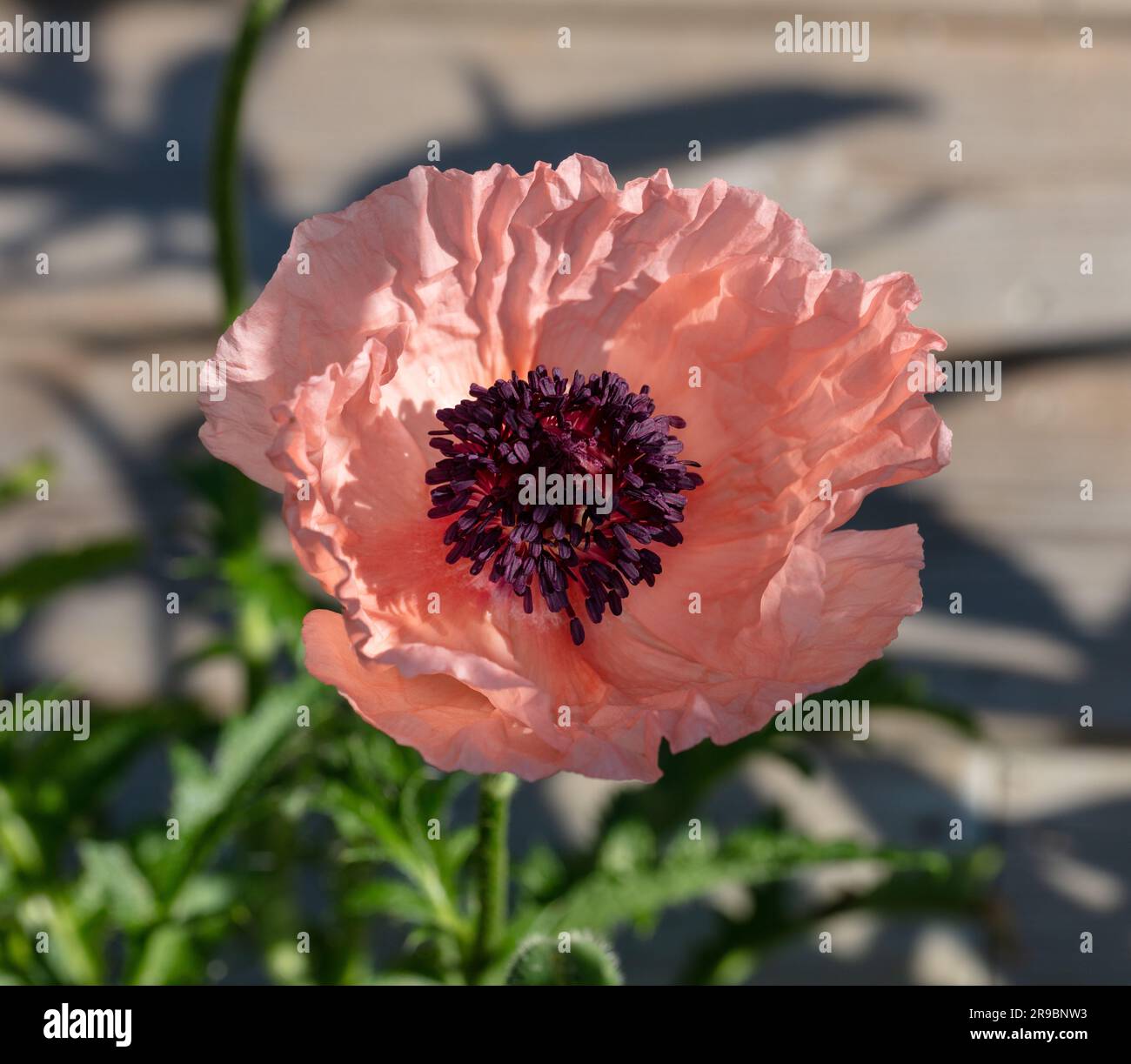 'Helen Elizabeth' Oriental poppy, Orientvallmo (Papaver orientale Stock ...