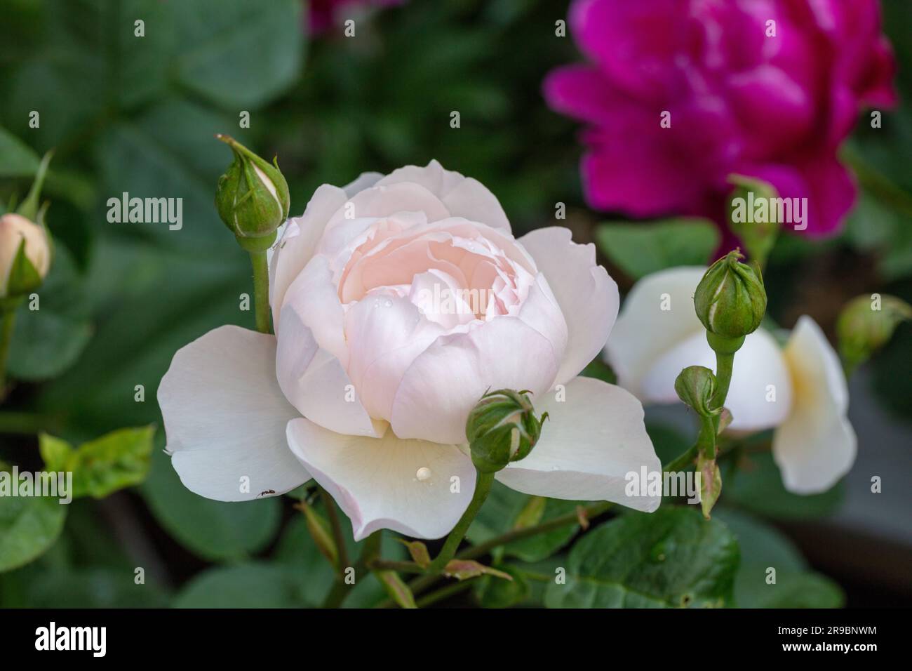 Rosa gentle hermione hi-res stock photography and images - Alamy