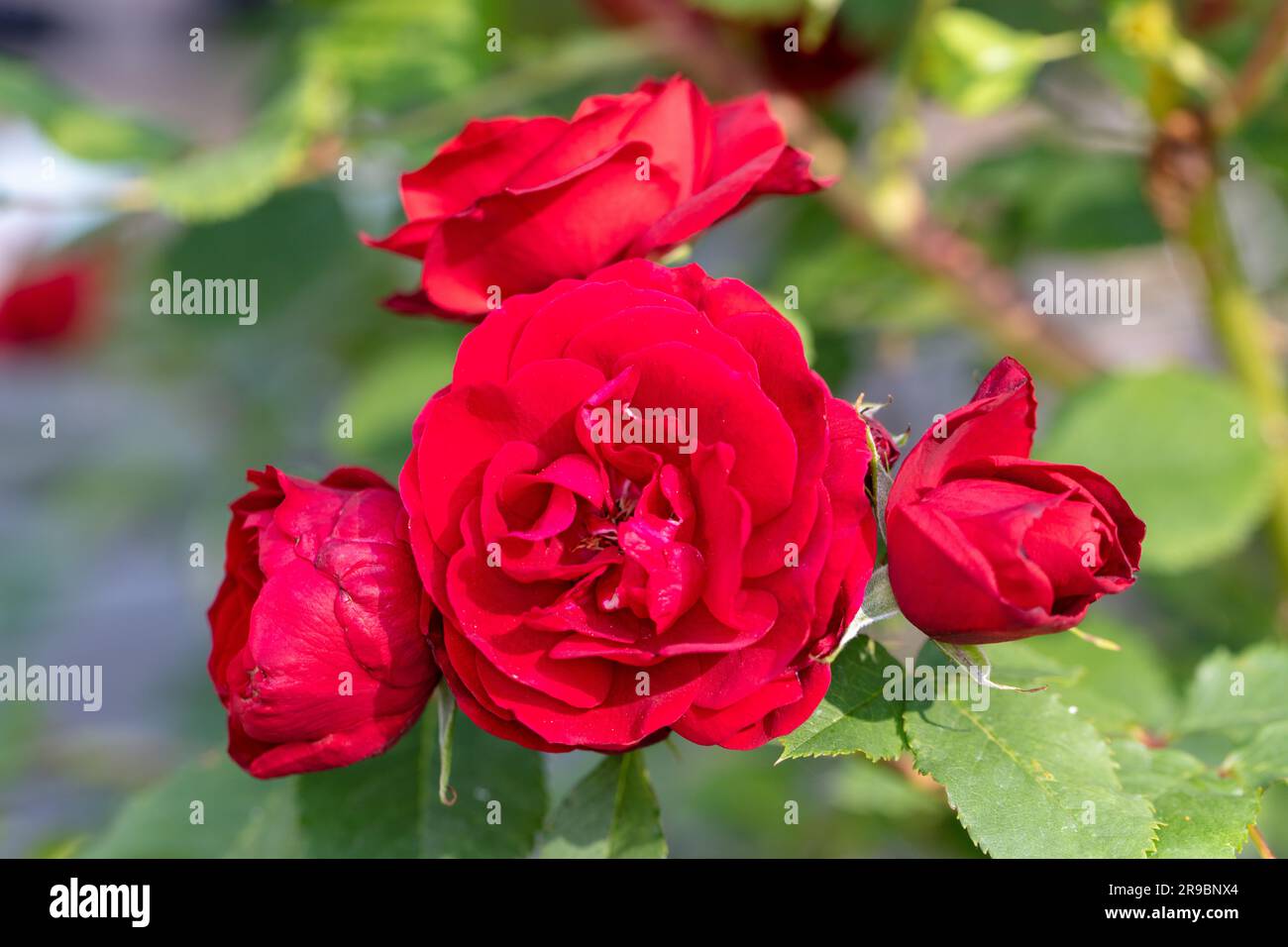 'Hope for Humanity' Shrub Rose, Buskros (Rosa Stock Photo - Alamy