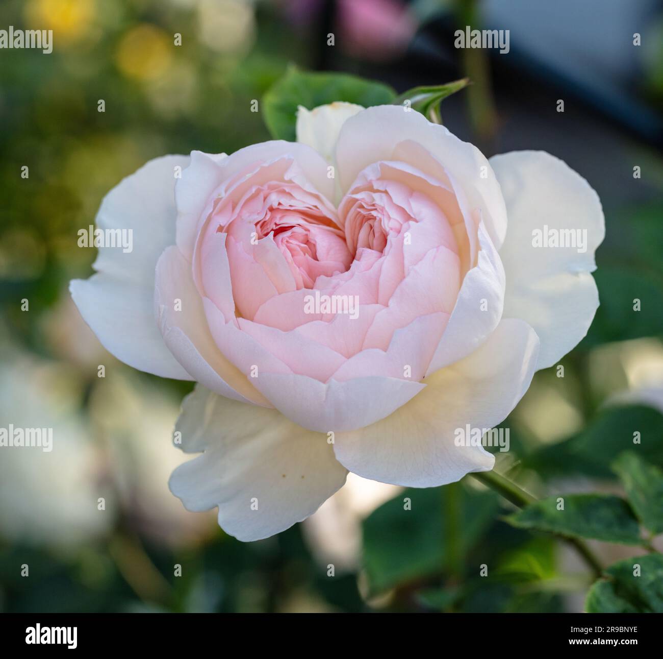 Rose gentle hermione hi-res stock photography and images - Alamy