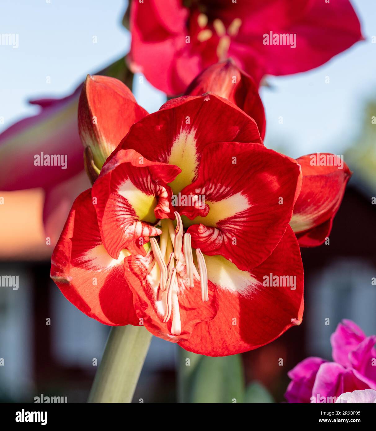 'Design' Hippeastrum, Amaryllis (Hippeastrum x hortorum Stock Photo - Alamy