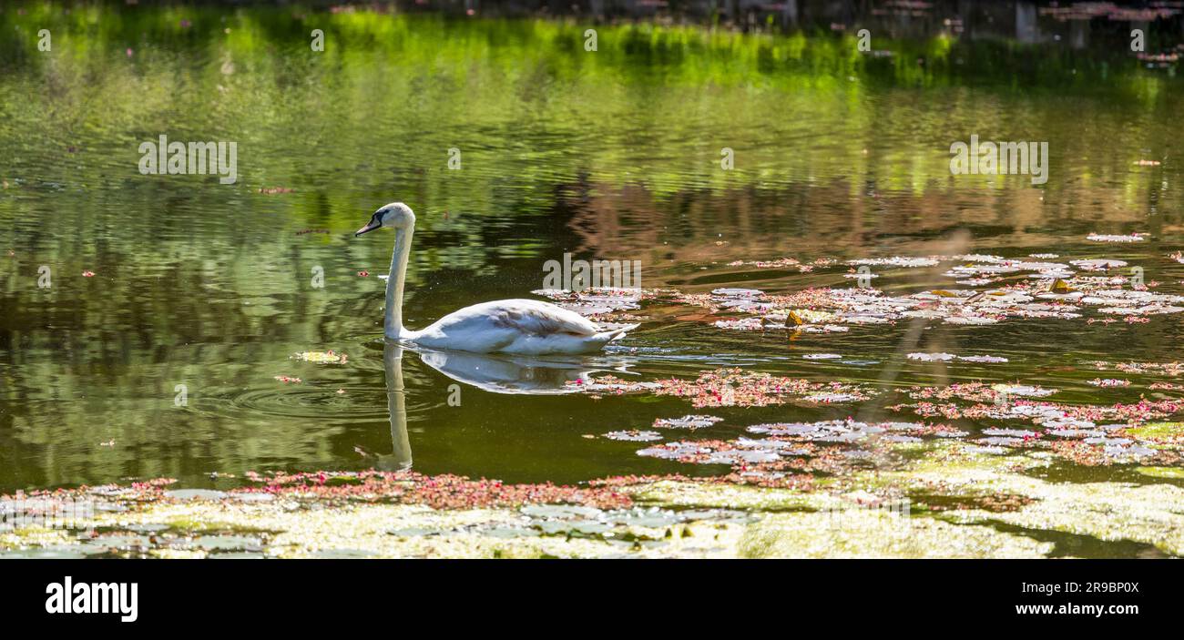 The Tiergarten, beautiful park in central Berlin, a swan swimming in ...