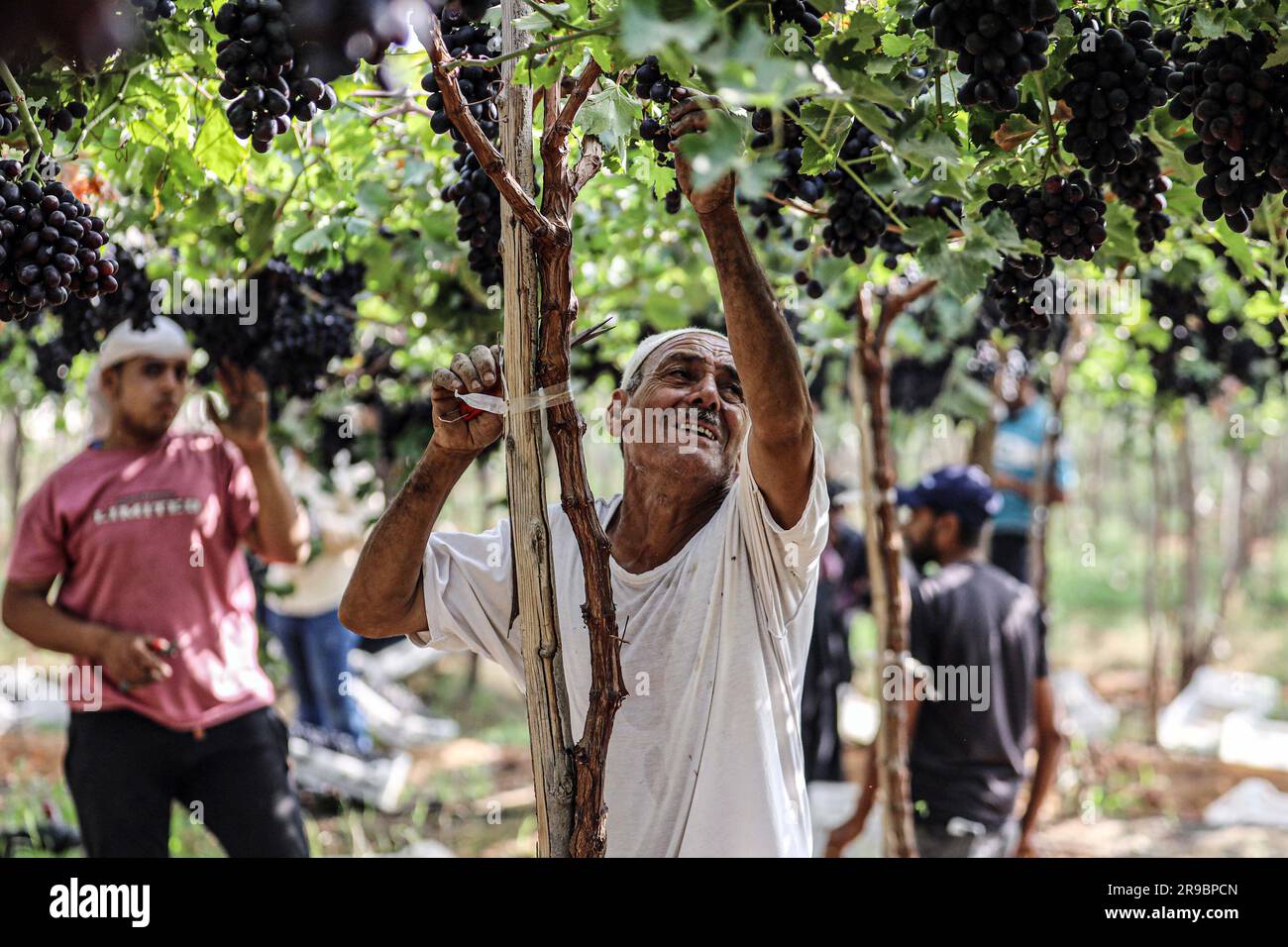 Harvest menoufia hi-res stock photography and images - Alamy