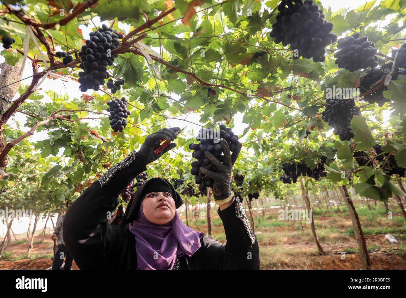Menoufia hi-res stock photography and images - Alamy