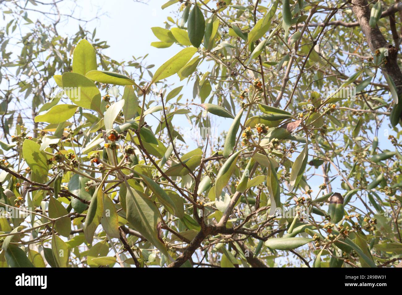 Laguncularia racemosa tree plant near of sea beach for safety Stock ...