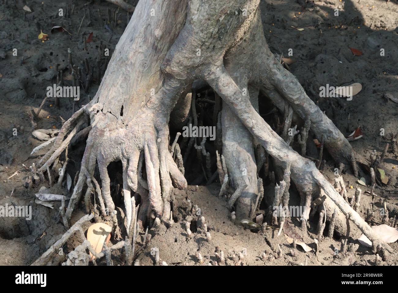 Laguncularia racemosa tree roots near of sea beach for safety Stock ...