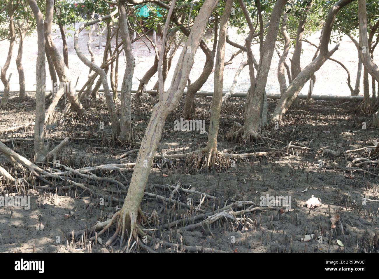 Laguncularia racemosa tree roots near of sea beach for safety Stock ...