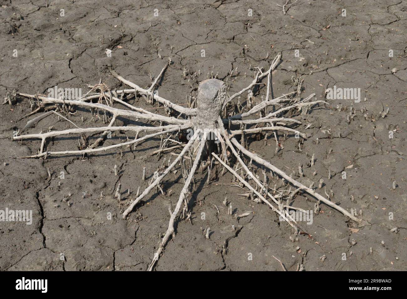 Laguncularia racemosa tree roots near of sea beach for safety Stock ...
