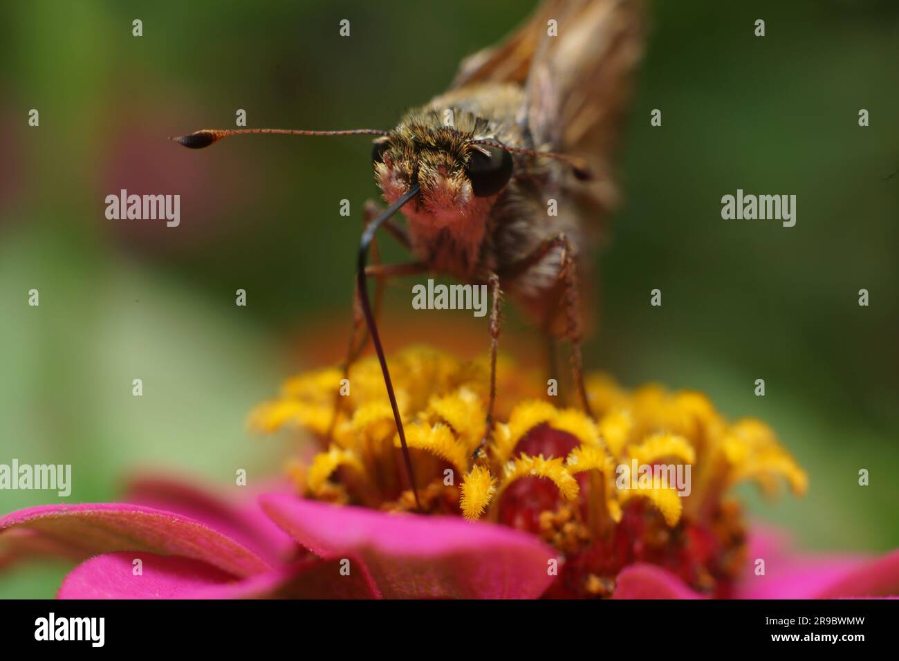 Sachem hi-res stock photography and images - Alamy