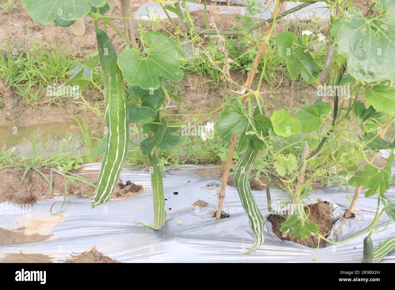 Healthy Snake Gourd on tree in farm for harvest are cash crops Stock ...