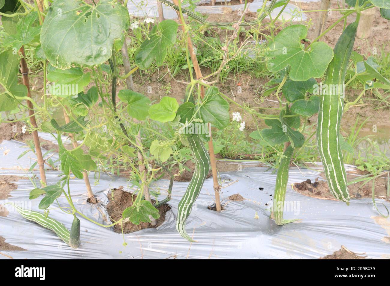 Healthy Snake Gourd on tree in farm for harvest are cash crops Stock ...