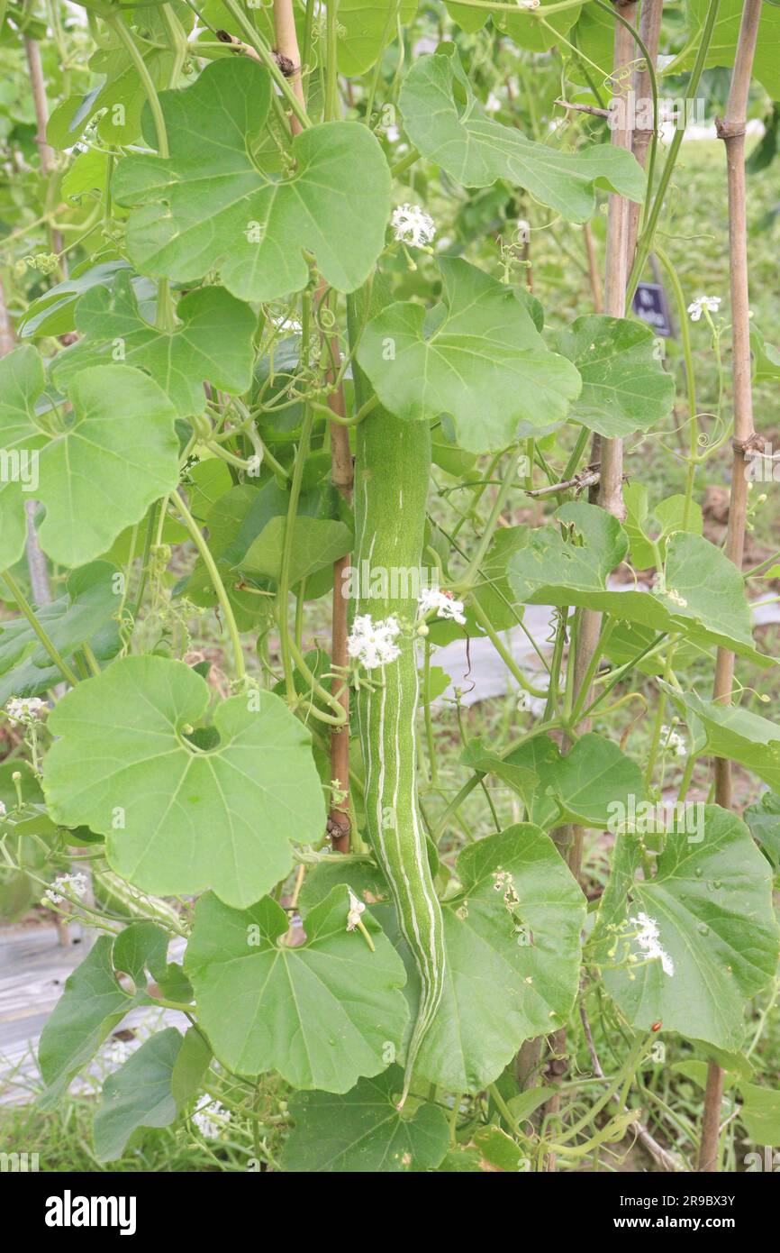 Healthy Snake Gourd on tree in farm for harvest are cash crops Stock ...