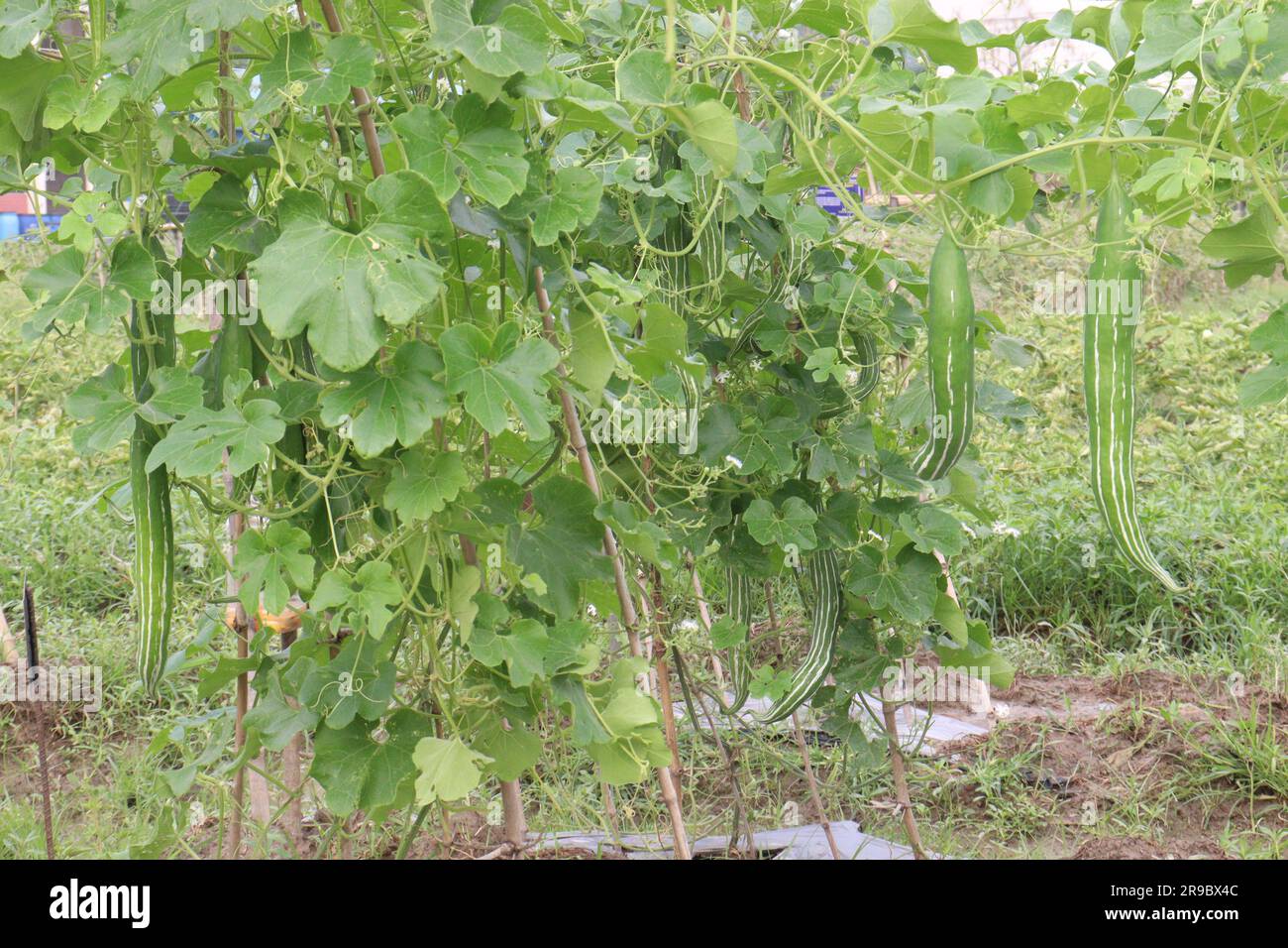 Healthy Snake Gourd on tree in farm for harvest are cash crops Stock ...