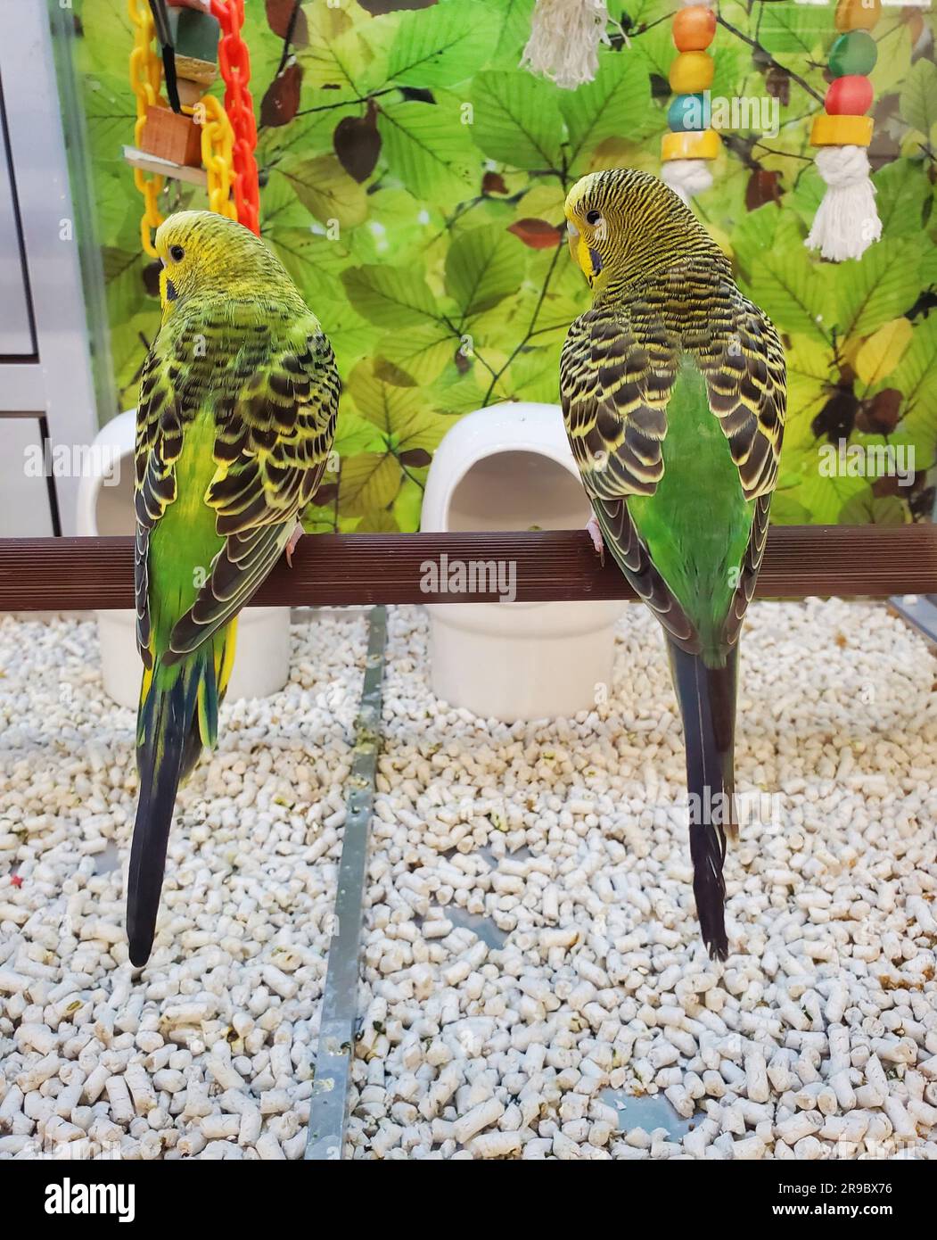A pair of the beautiful green and yellow parakeet bird inside a cage ...