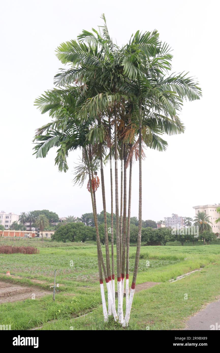 Red Areca Nut Palm on tree for nice nature Stock Photo - Alamy