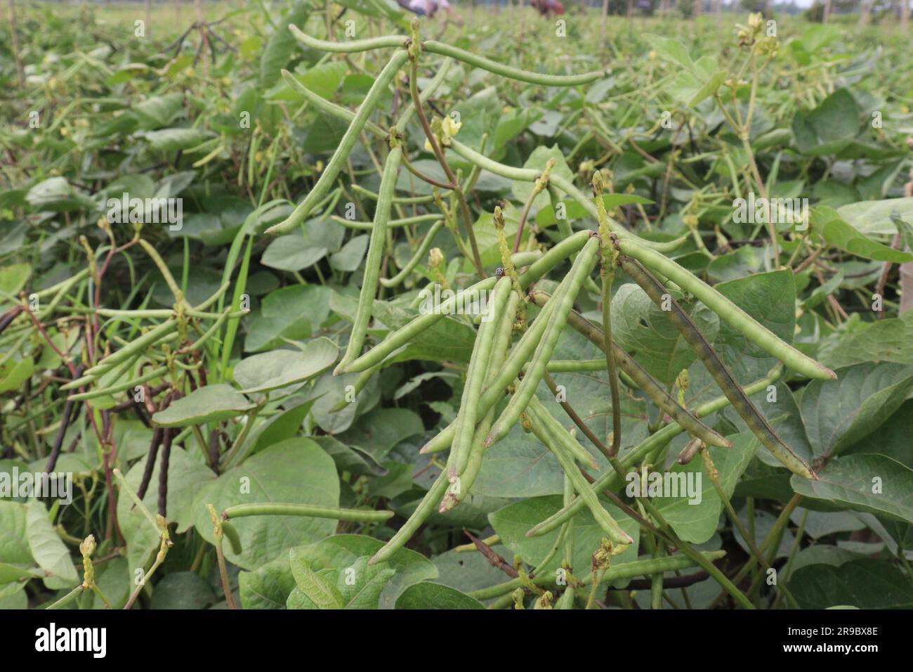 mung bean on tree in farm for harvest are cash crops Stock Photo - Alamy