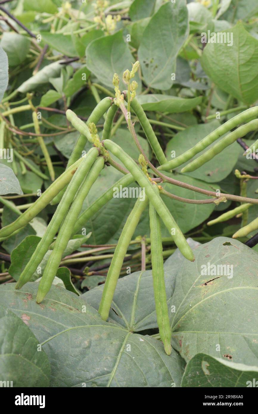 mung bean on tree in farm for harvest are cash crops Stock Photo - Alamy