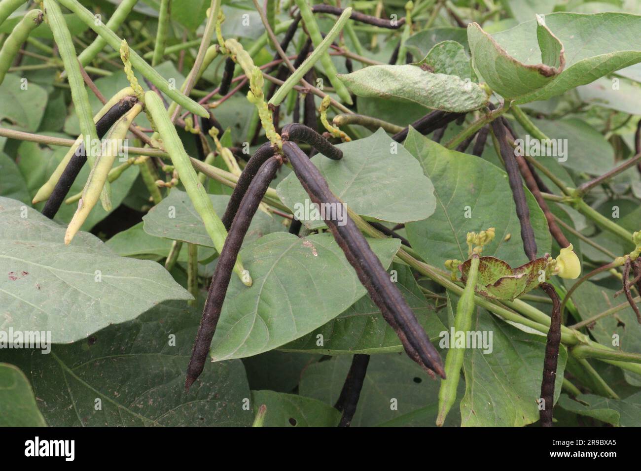 mung bean on tree in farm for harvest are cash crops Stock Photo - Alamy
