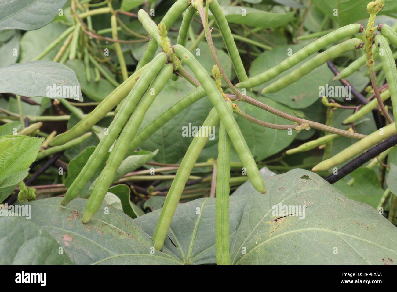 mung bean on tree in farm for harvest are cash crops Stock Photo - Alamy