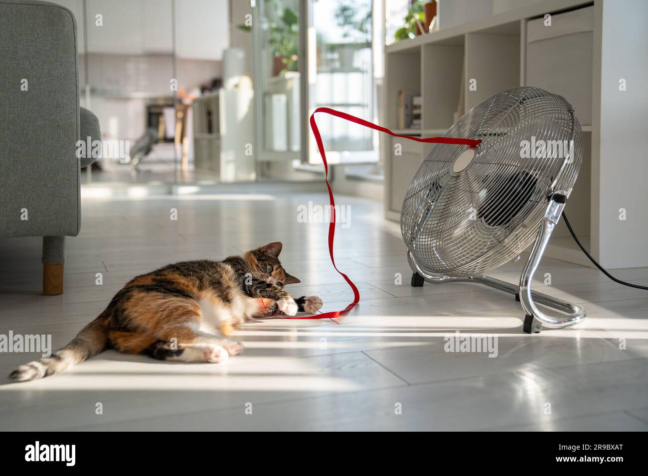 Summer heat and pet at home. Domestic cat lying on the floor, escapes ...