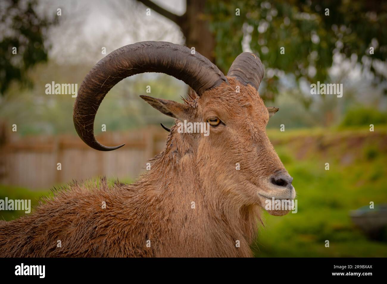 Maned ram hi-res stock photography and images - Alamy