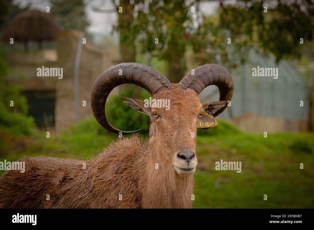 Maned ram hi-res stock photography and images - Alamy