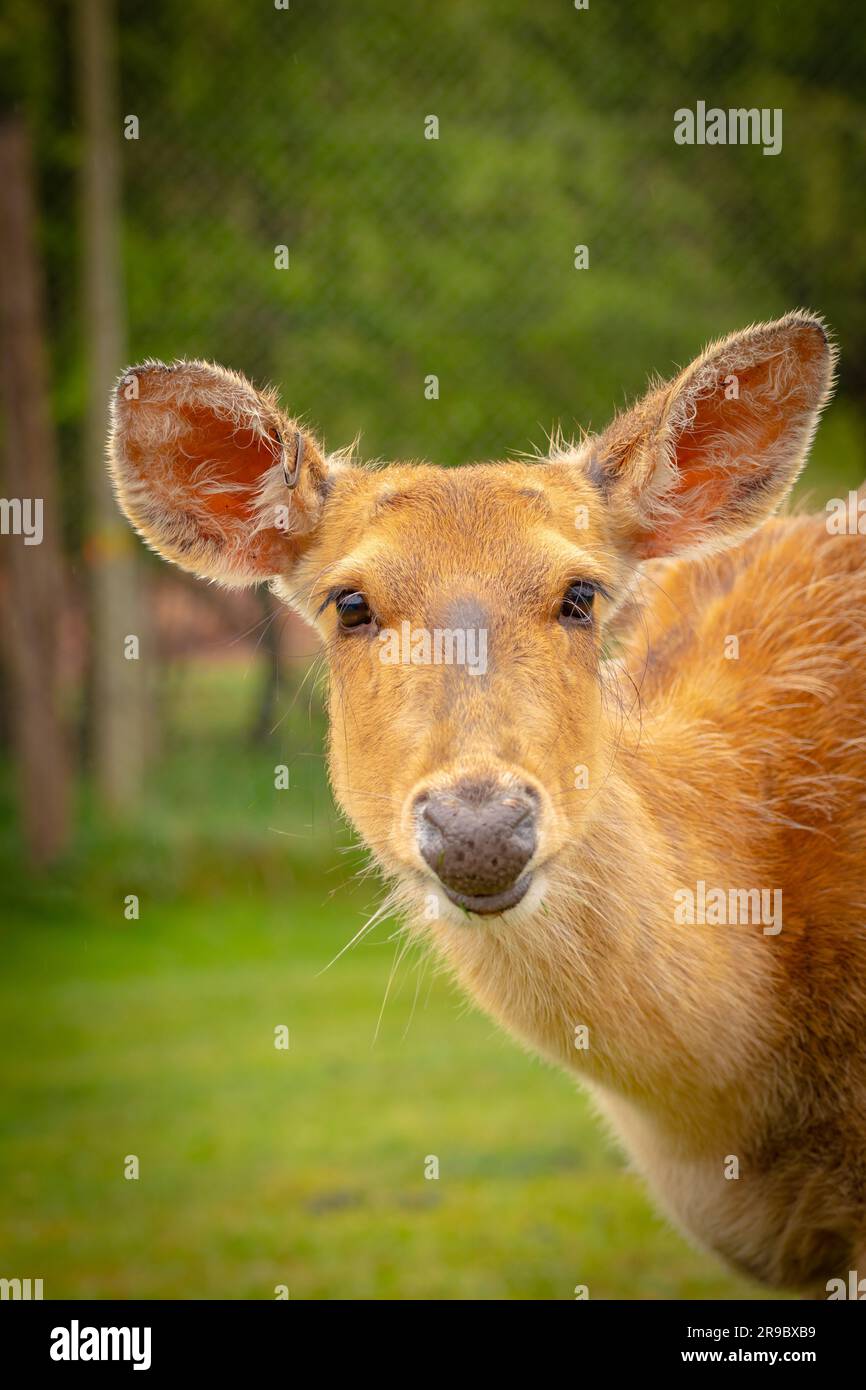 A Barasinga deer (Rucervus duvaucelii) in a grassy meadow surrounded by ...