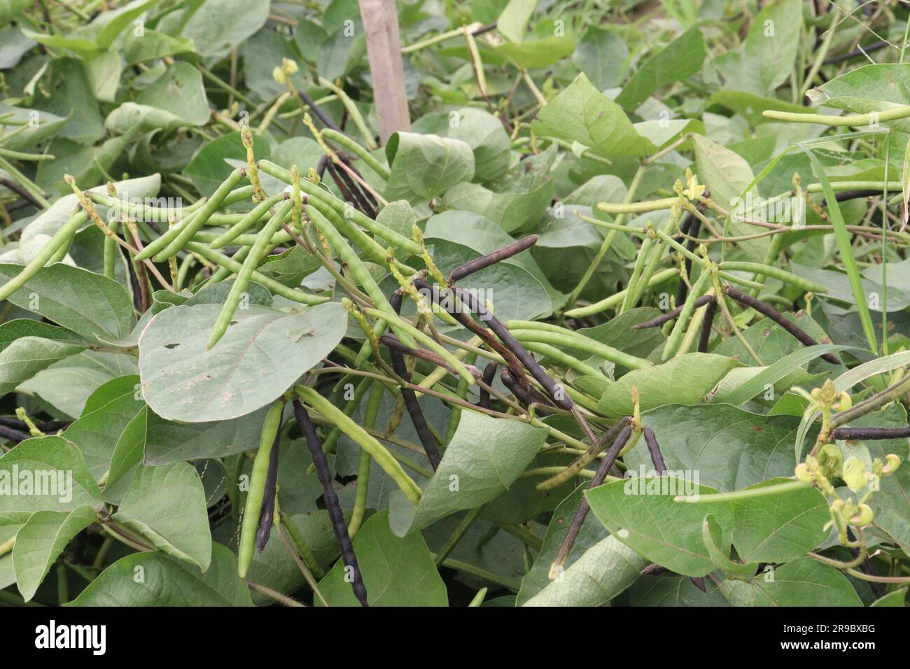 mung bean on tree in farm for harvest are cash crops Stock Photo - Alamy