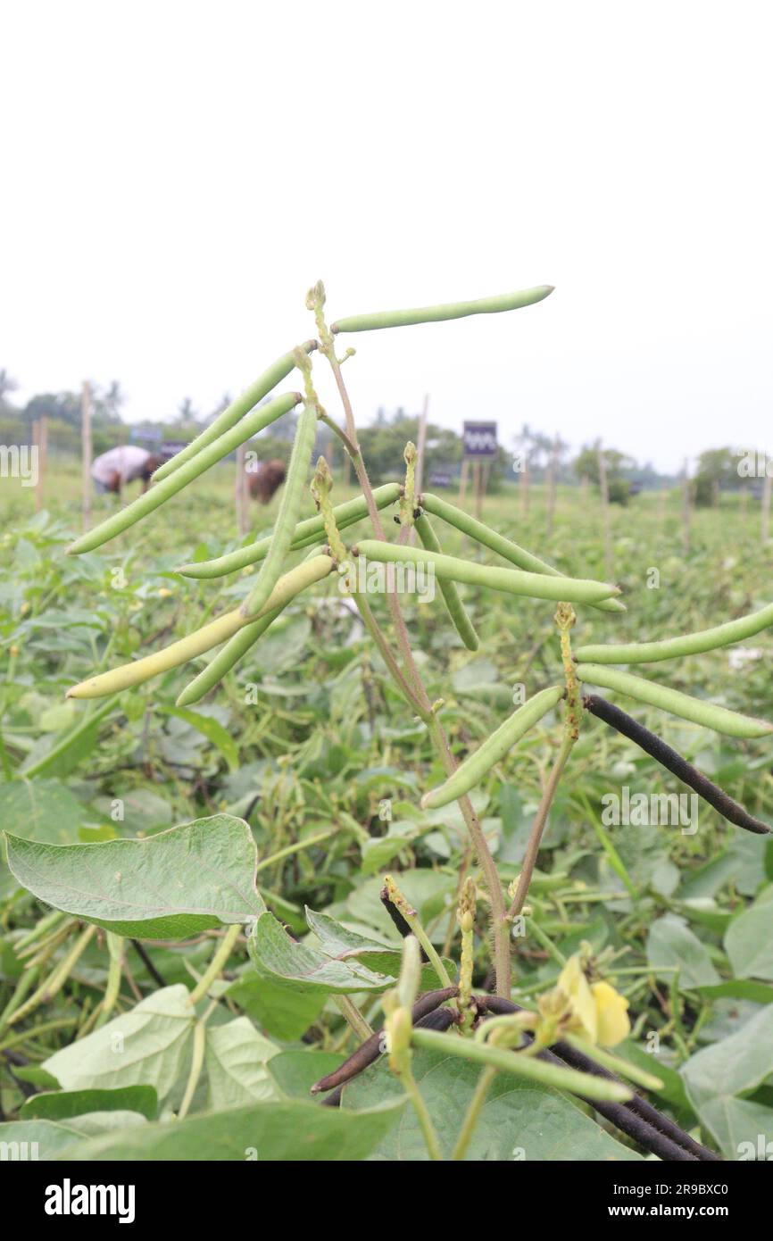 mung bean on tree in farm for harvest are cash crops Stock Photo - Alamy