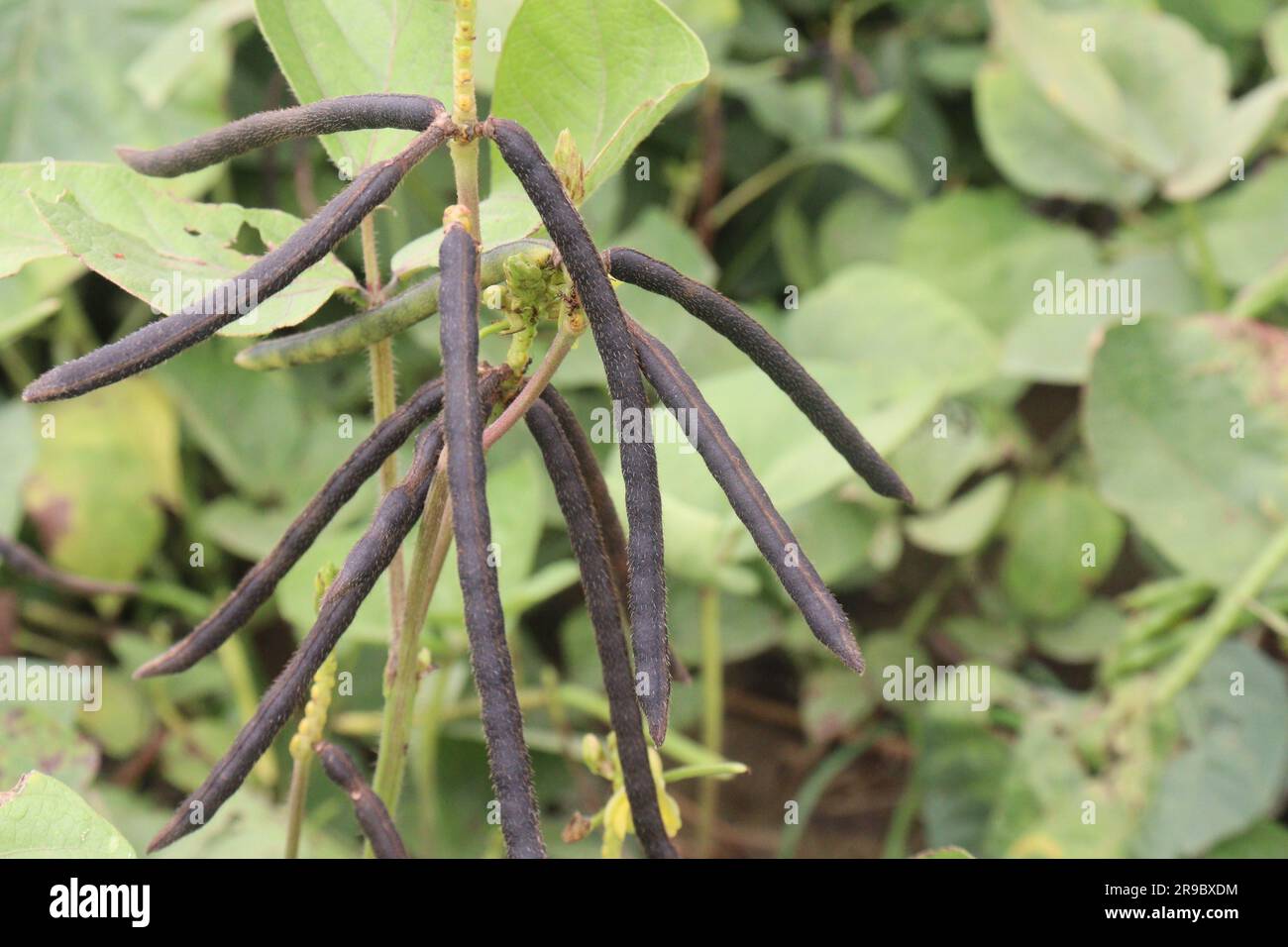 mung bean on tree in farm for harvest are cash crops Stock Photo - Alamy