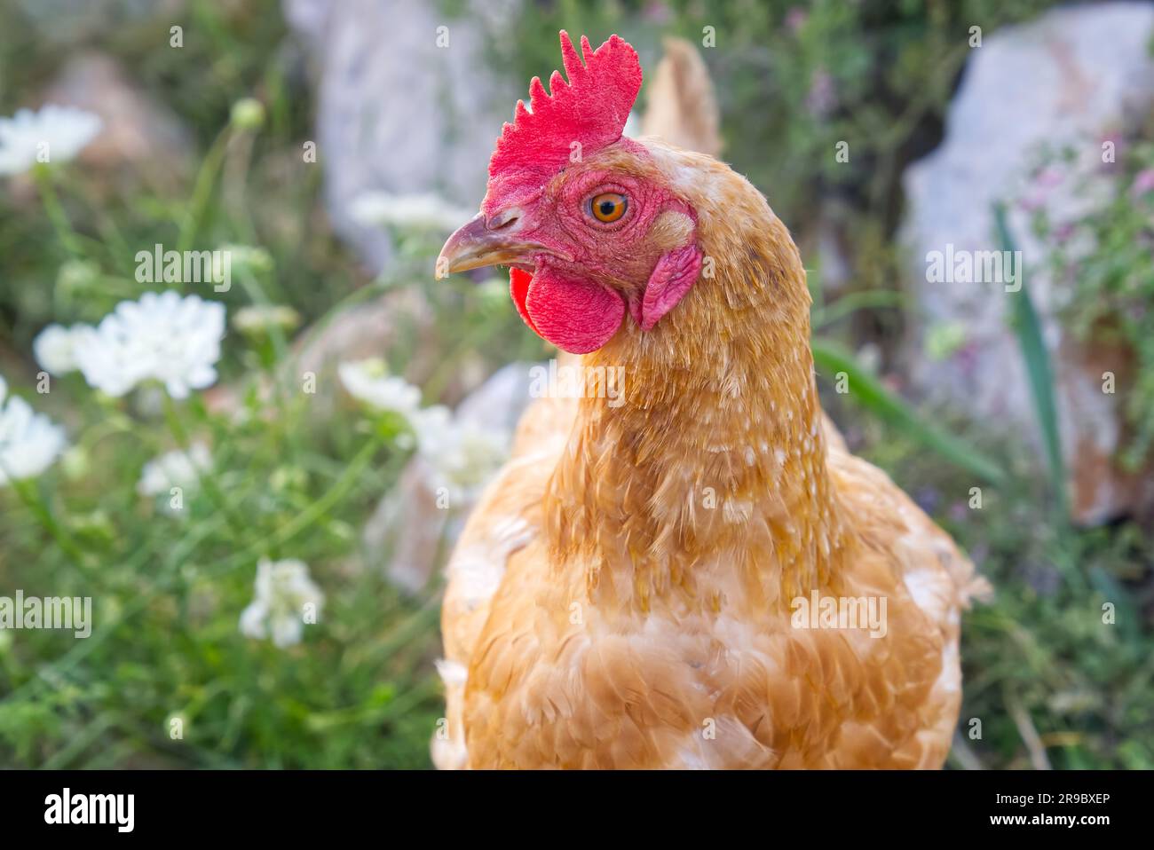 Happy hen in the organic chicken farm Eco farming. A close up look of ...