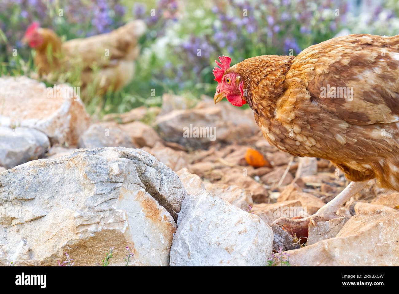 Happy hen in the organic chicken farm Eco farming. A close up look of ...