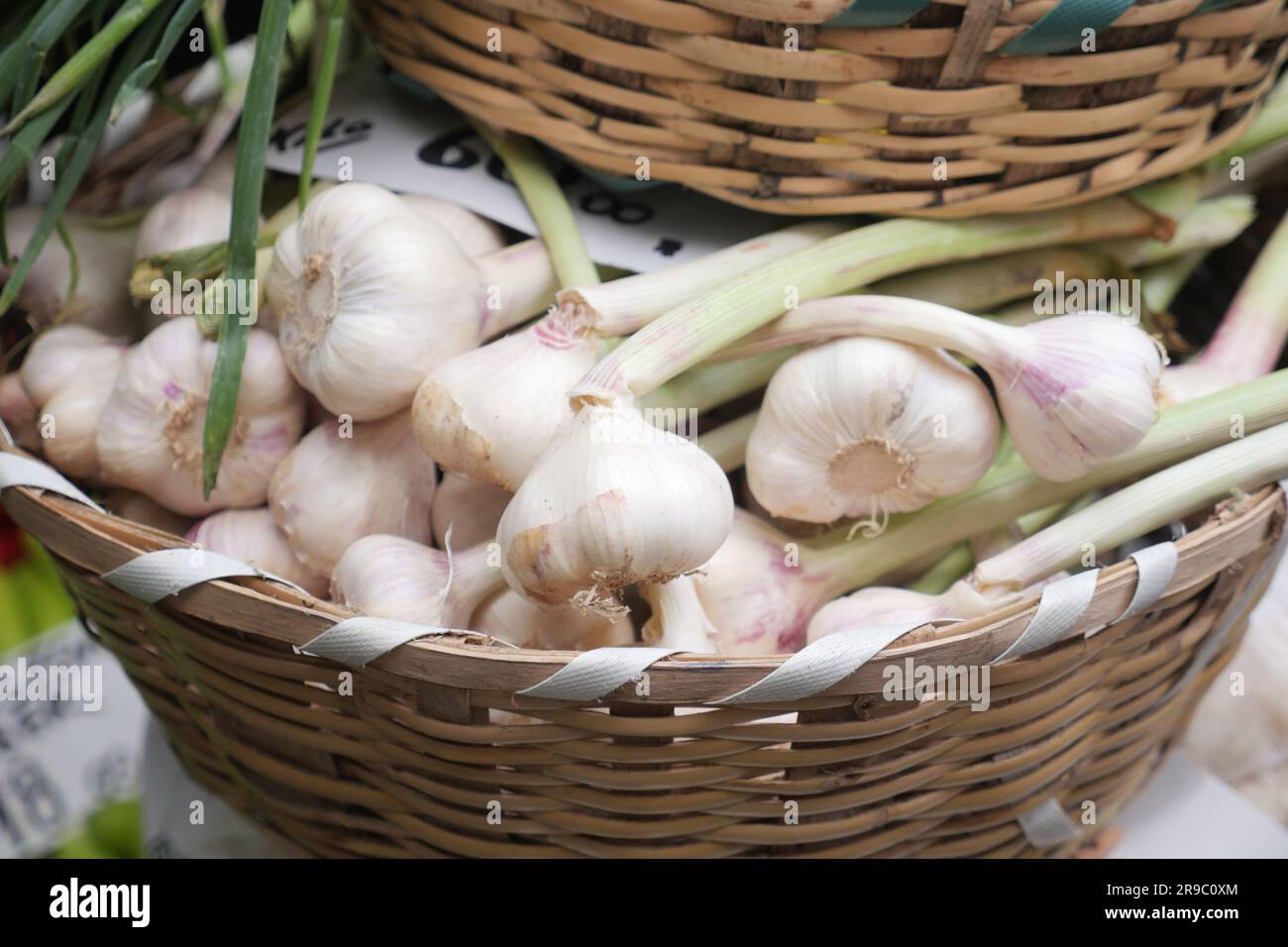 close up pf garlic on white background Stock Photo - Alamy