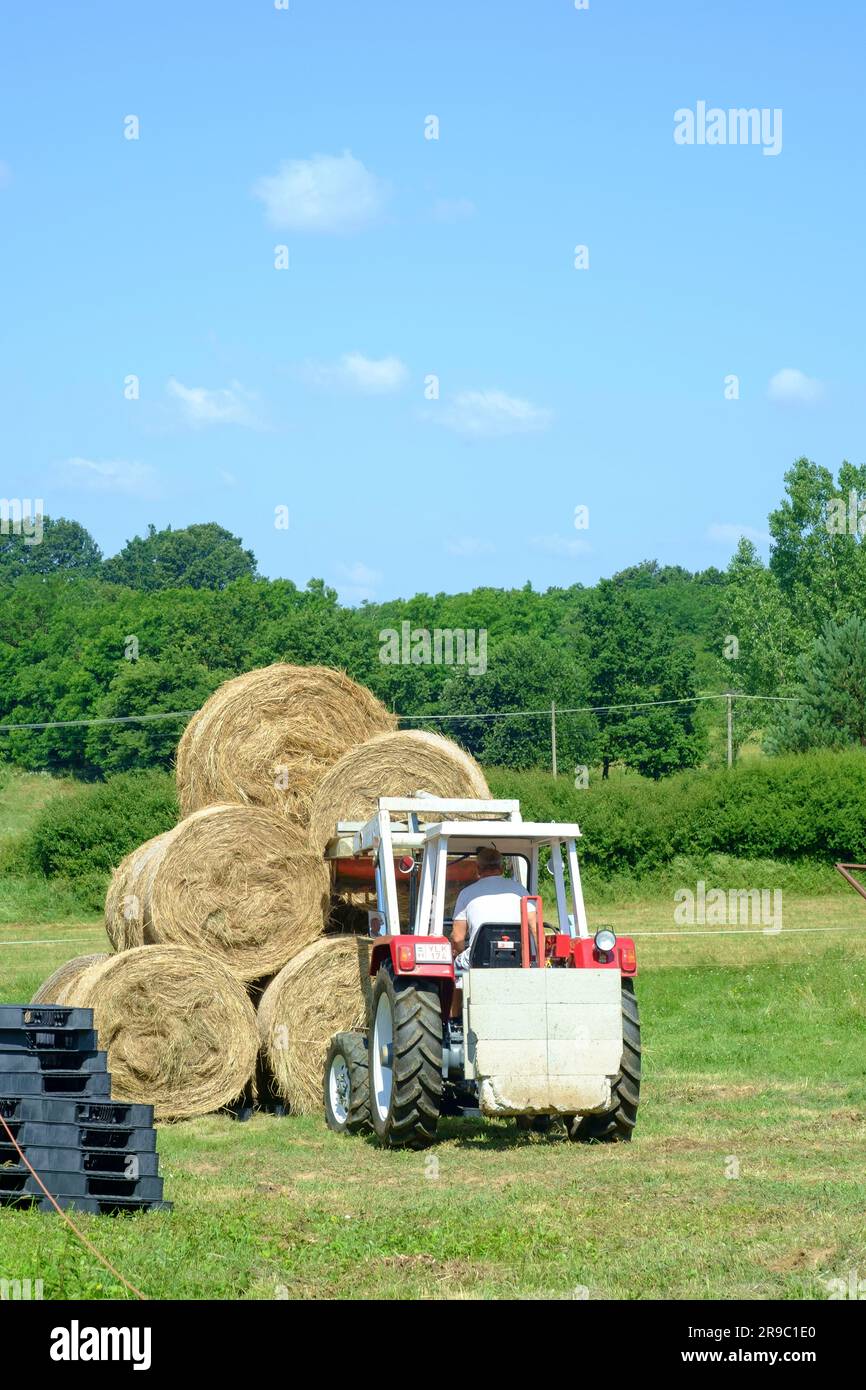 steyr 650 tractor being used to stack round hay bales after harvesting ...