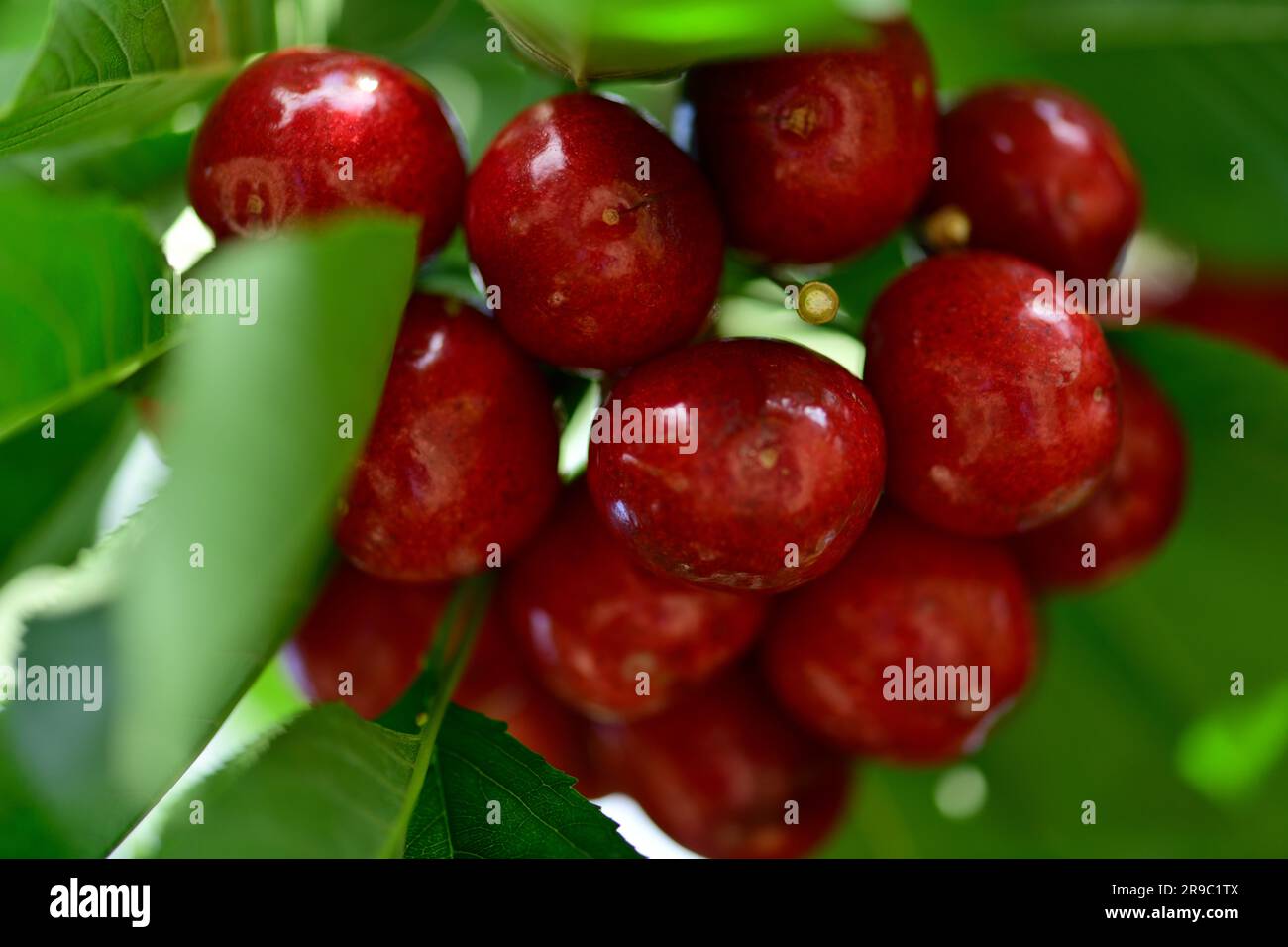 Red Cherry in the Tree - Cherry Orchard Stock Photo - Alamy