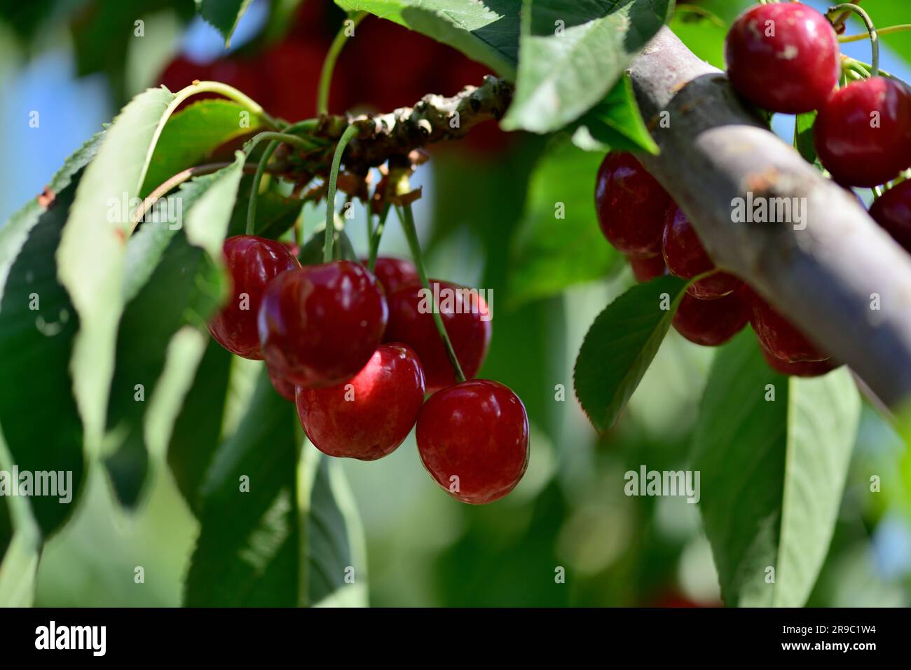 Red Cherry in the Tree - Cherry Orchard Stock Photo - Alamy