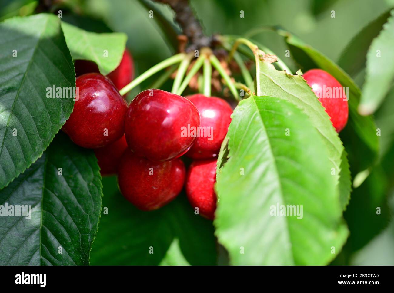 Red Cherry in the Tree - Cherry Orchard Stock Photo - Alamy