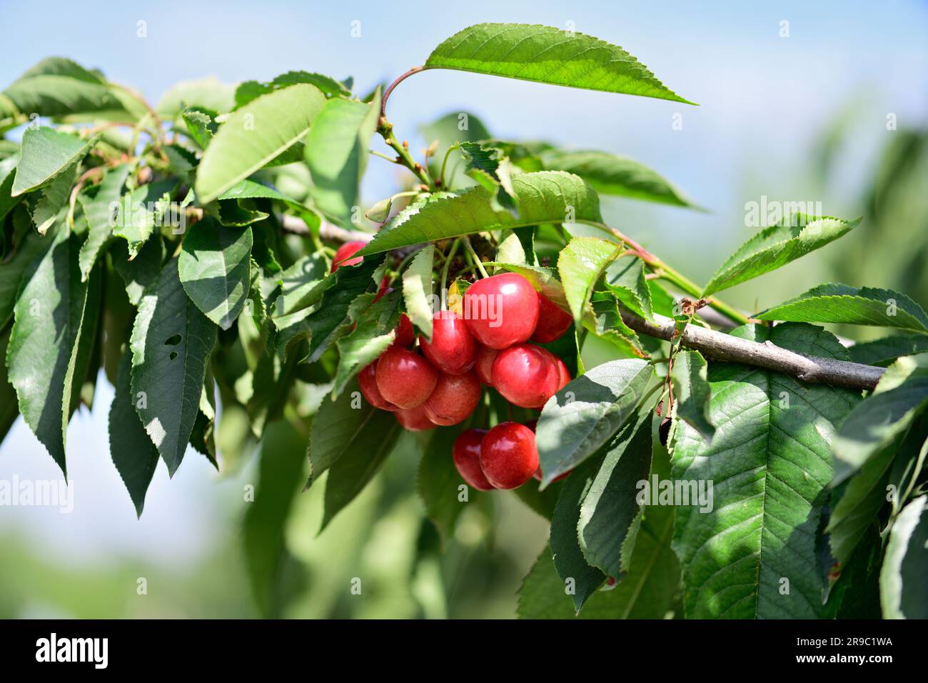 Red Cherry in the Tree - Cherry Orchard Stock Photo - Alamy