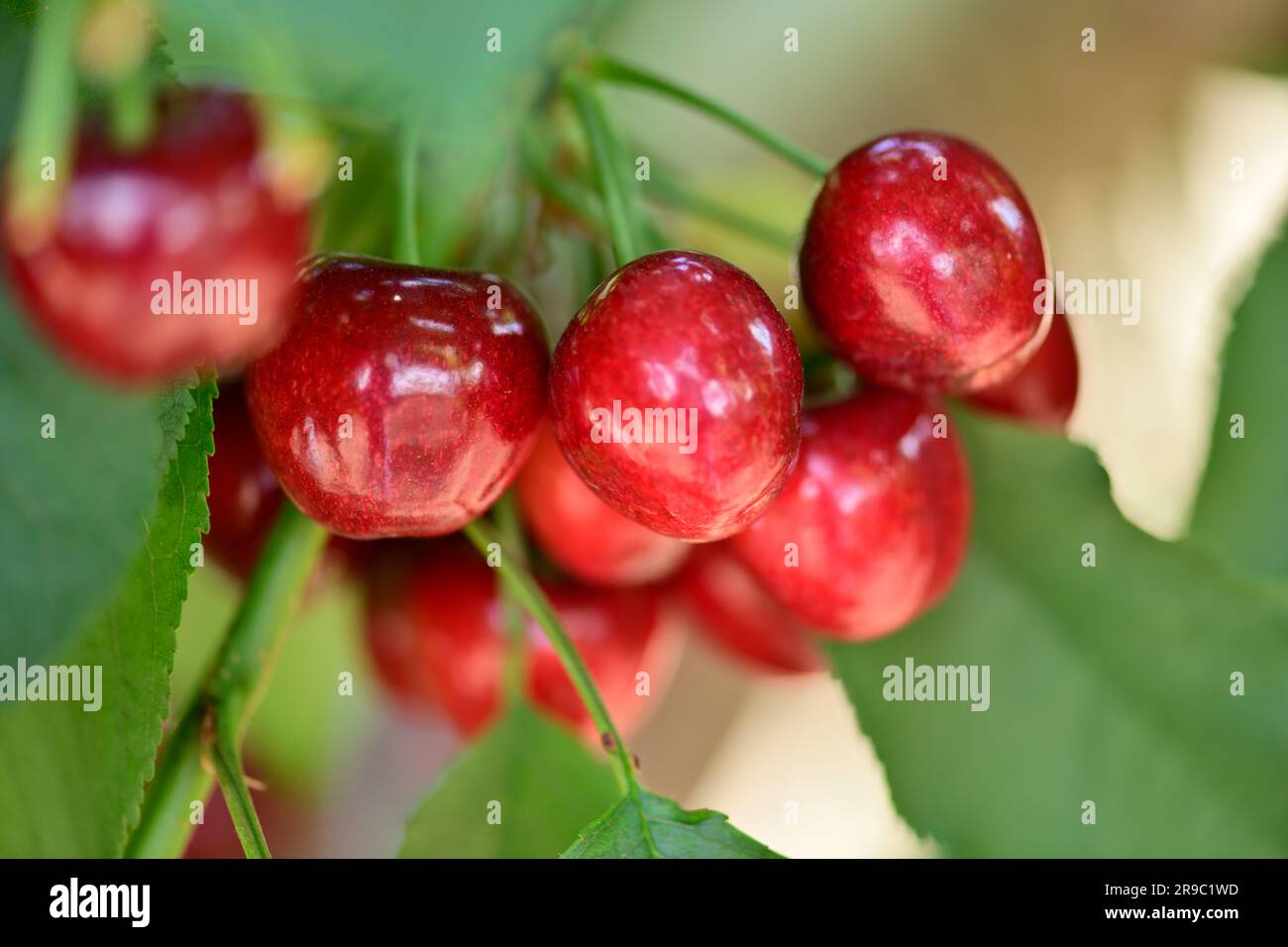 Cherry in a bunch hi-res stock photography and images - Alamy