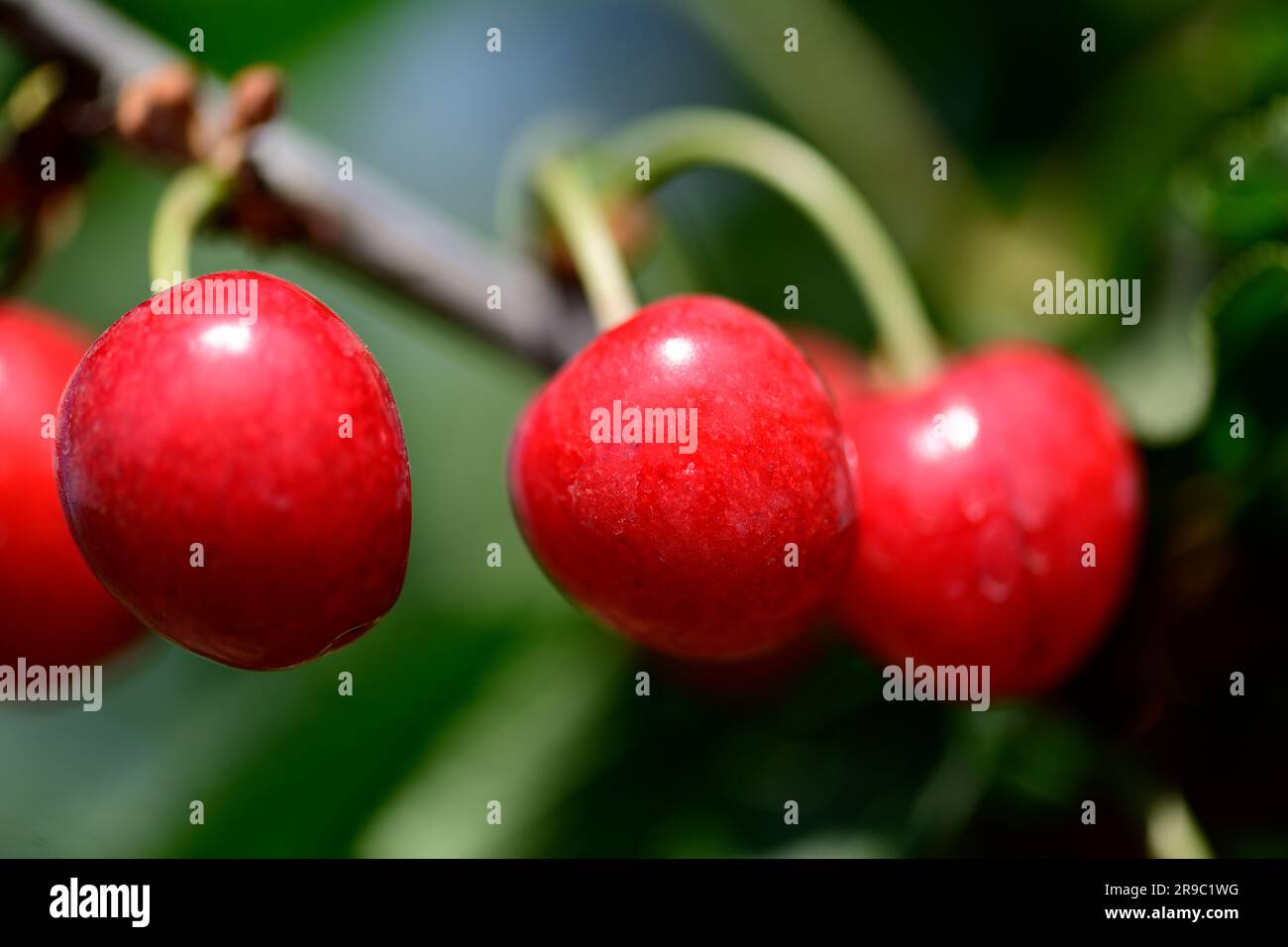 Red Cherry in the Tree - Cherry Orchard Stock Photo - Alamy