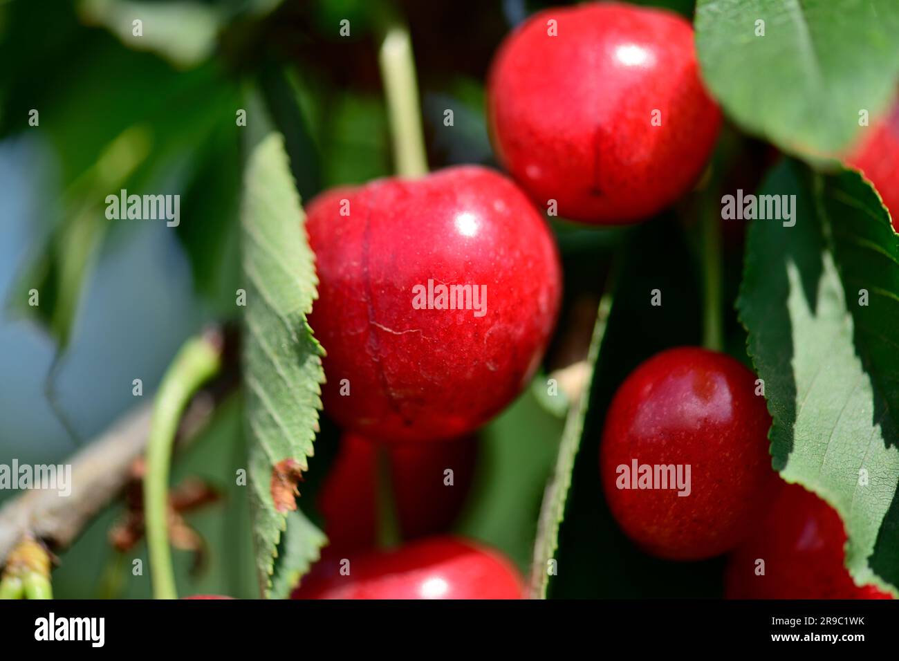 Red Cherry in the Tree - Cherry Orchard Stock Photo - Alamy