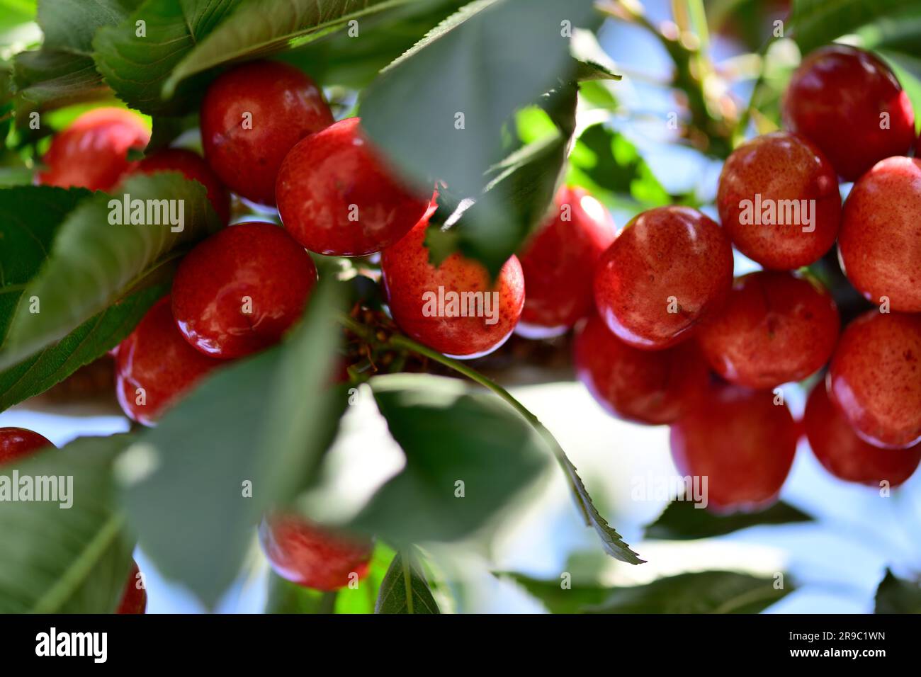 Cherry tree orchard fruit hi-res stock photography and images - Alamy